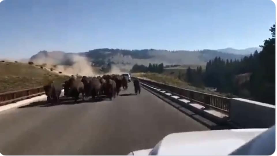 Video of a herd of bison rushing through a road is scarily fascinating ...