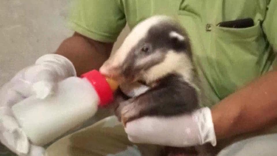 Rare hog badgers found in Tripura for the first time | Trending