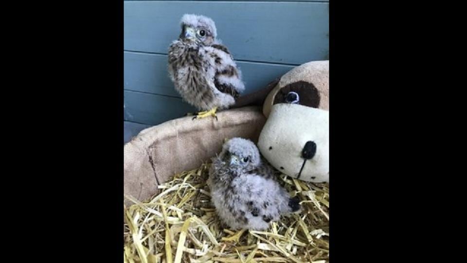 Thanks to a doggo, tiny birds sitting in middle of road rescued | Trending