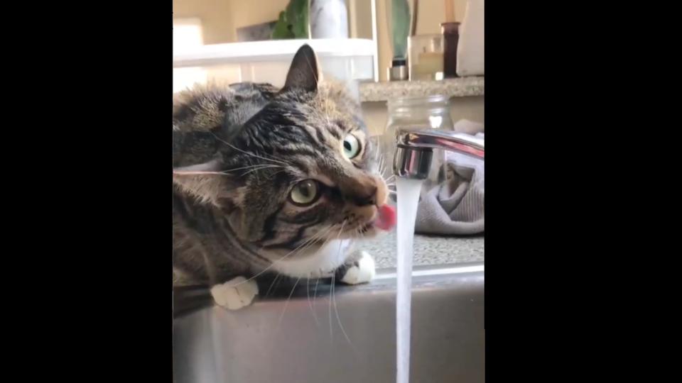 A day in the life of cat Marley will make you want to switch lives with ...