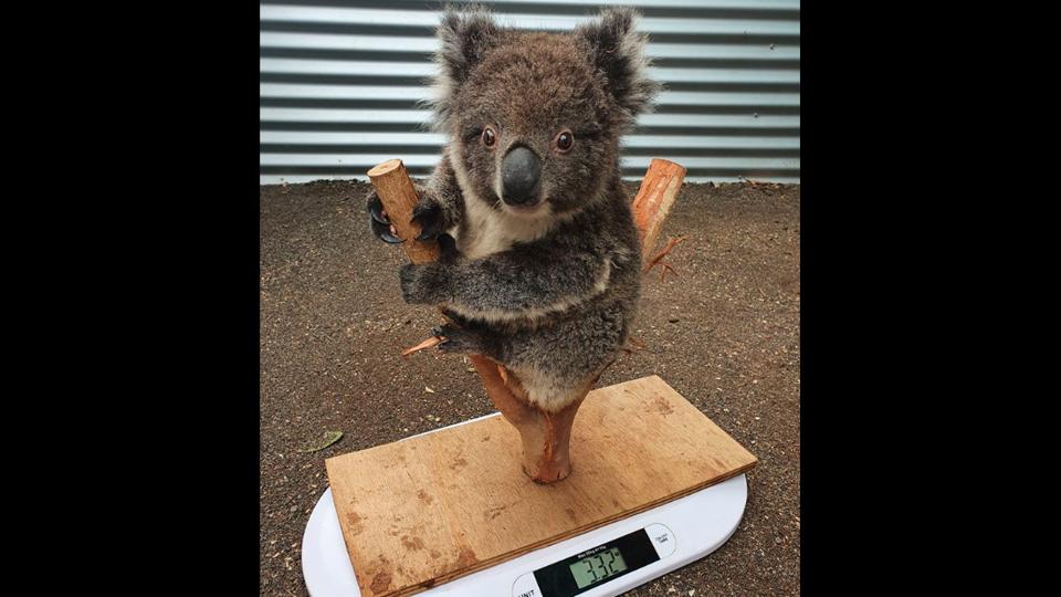 Ever Wondered How Koalas Are Weighed Take A Look Trending