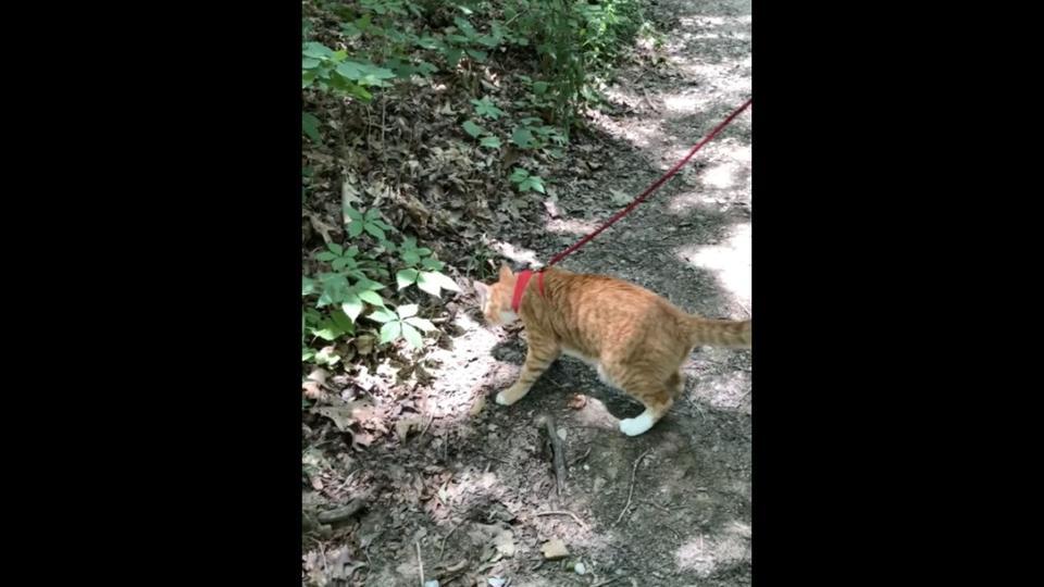 Cat goes on a hike, gets startled by hoomans stepping on a stick. Watch ...