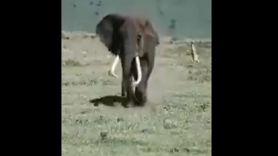 People can’t stop gushing over this elephant’s walk. Video is stylish ...