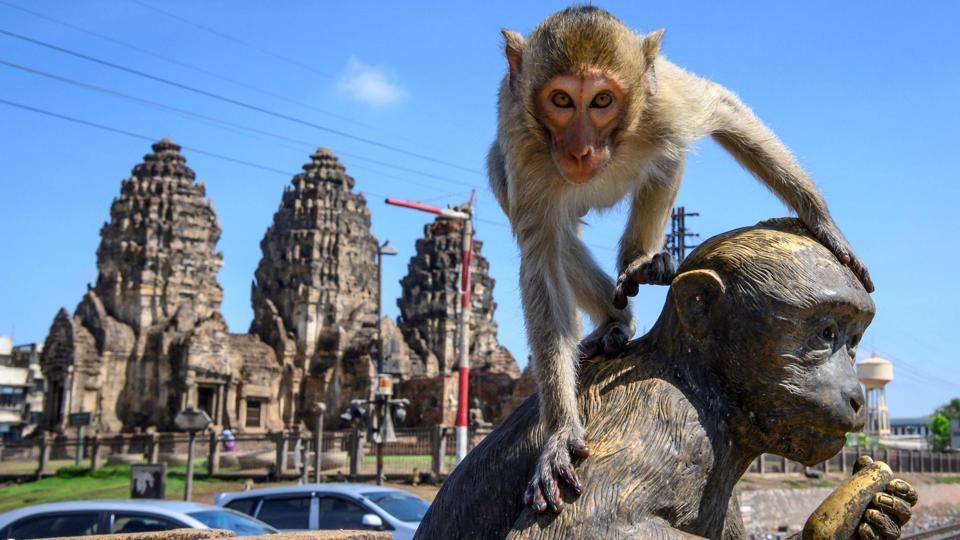 Photos: Monkeys run riot in Thai city; keep humans indoors | Hindustan ...