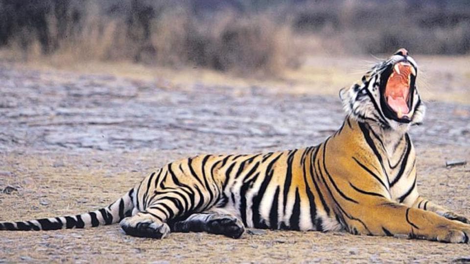 Shivalik forest awaits tiger’s roar, will be UP’s fourth tiger reserve ...