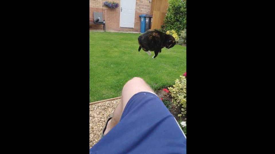 Startled cat unintentionally practices high jumps. Makes perfect ...