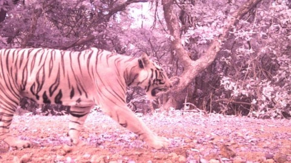 Sahyadri Tiger Reserve used by 8 tigers: Forest department | Mumbai news