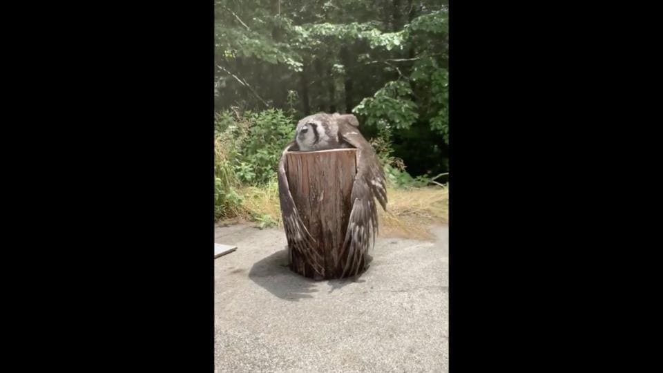 Move along, nothing to see here, just an owl ‘hugging’ a log | Trending
