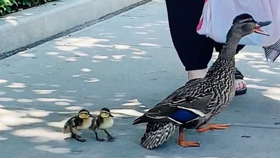 Congresswoman stops busy traffic to help ducks cross road. Video is ...