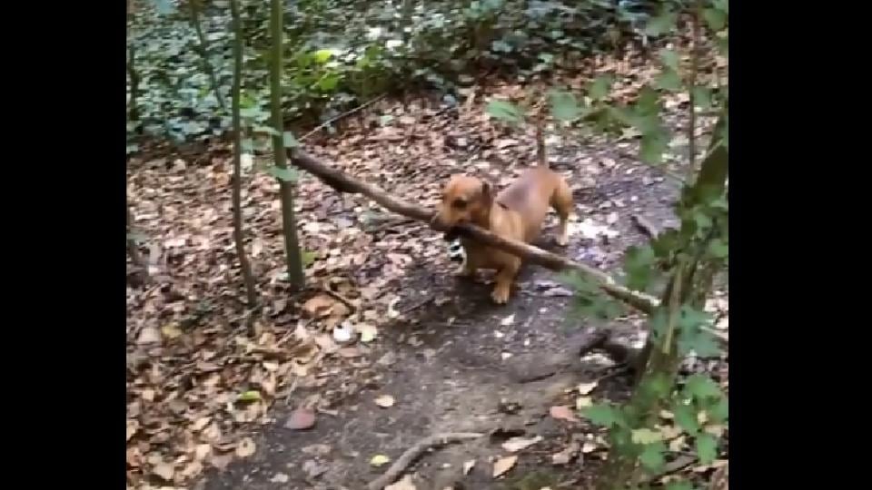 Small doggo rescues big stick from a puzzling obstacle. Watch adorable ...