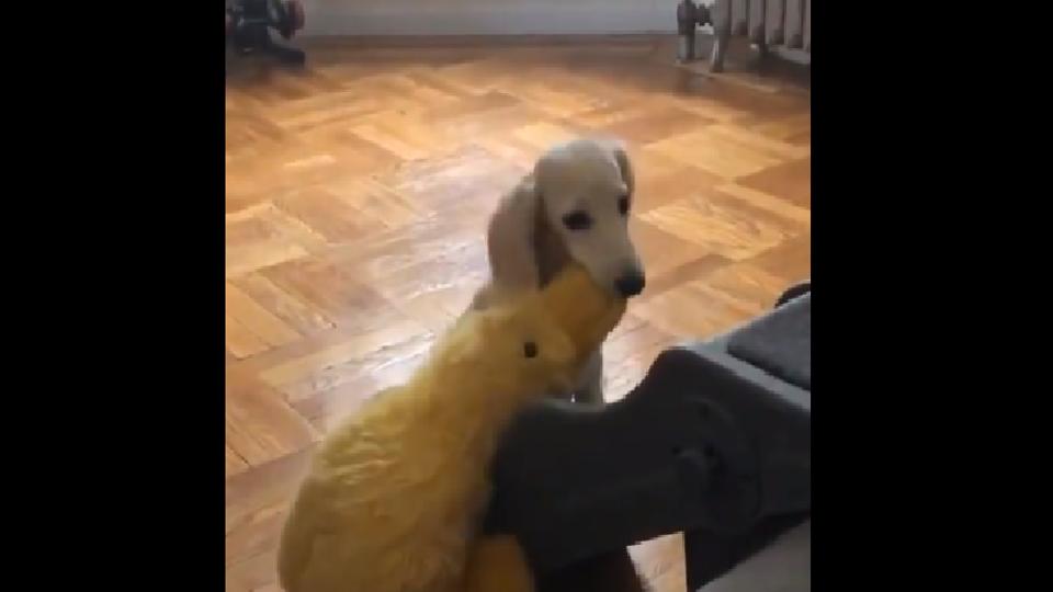 Doggo drops ducky toy, netizens ‘declare war’ on gravity. Watch ...