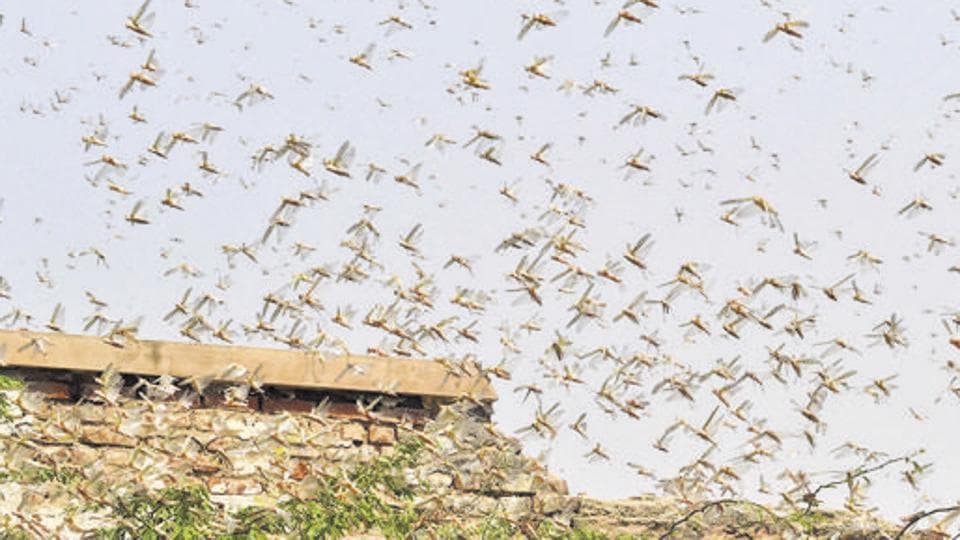 Rajasthan: Locusts destroy crops in Dholpur - Hindustan Times