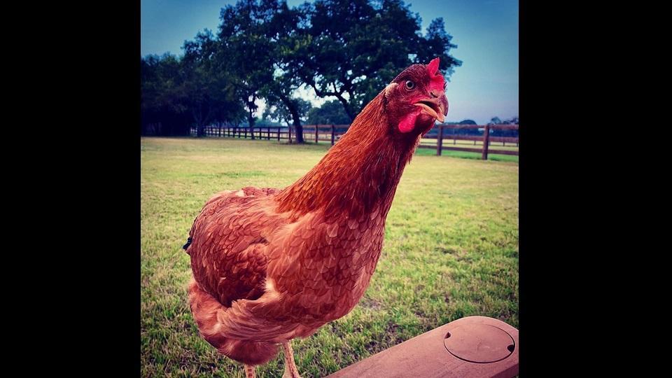Reba the chicken goes on an adventure, her owners and netizens heave ...
