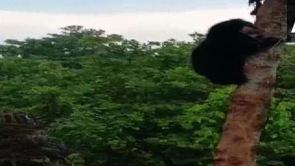 Sloth bear spotted climbing a tree in Srikakulam district | Trending