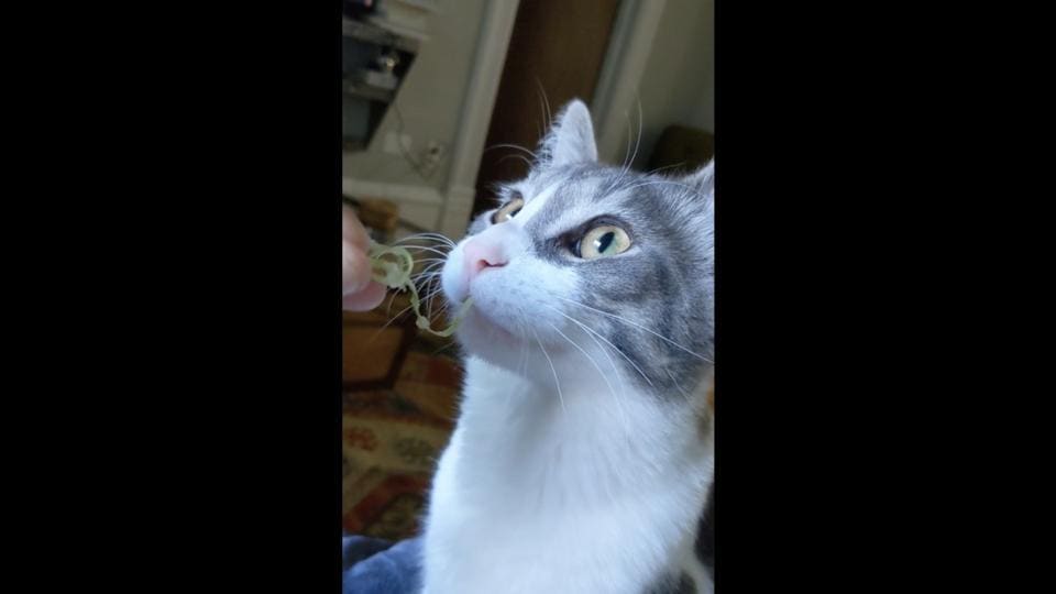 Cat eats a piece of cabbage by accident. Is definitely not impressed ...