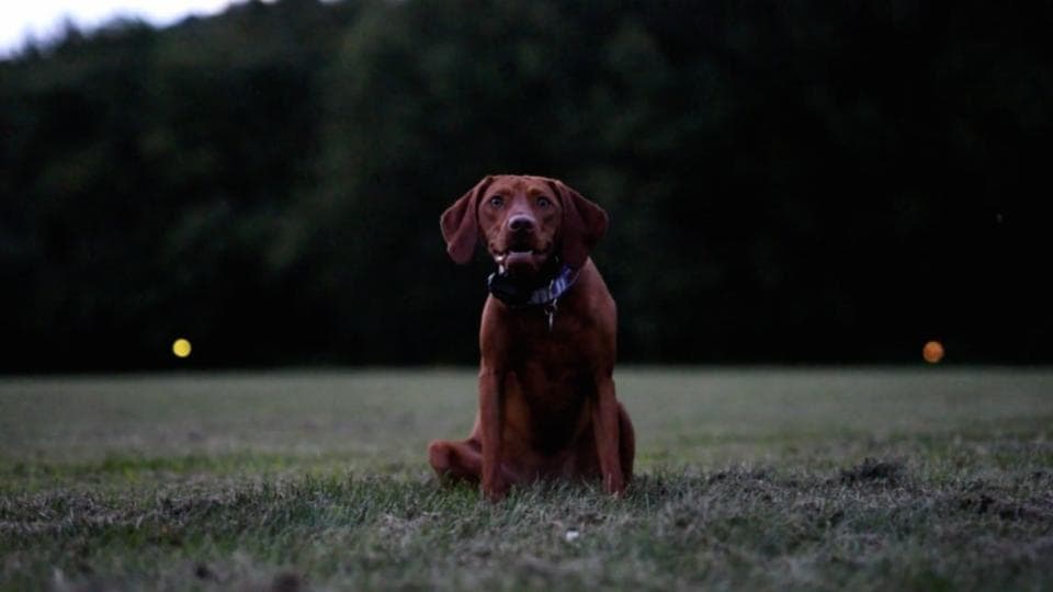 Doggo stands in a field of fireflies. Video is as magical as it sounds ...