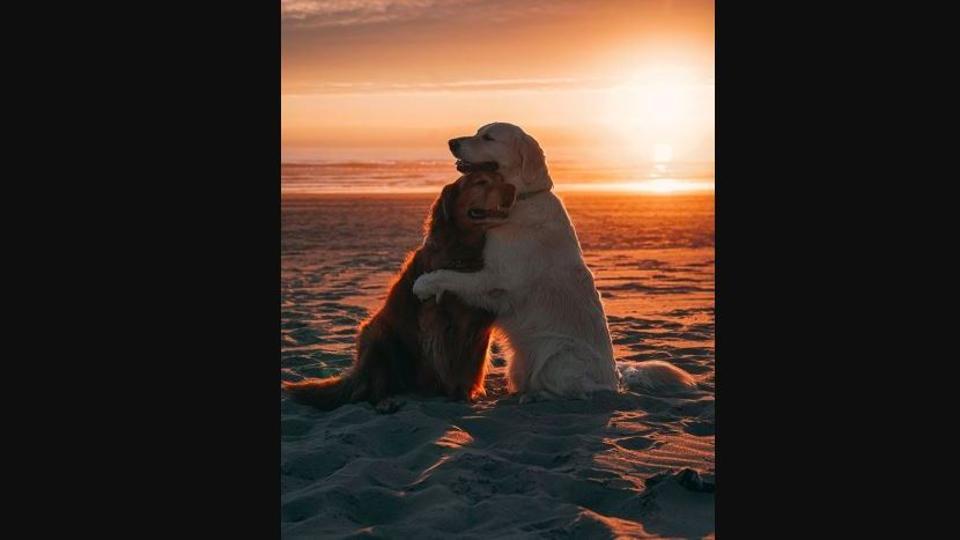 This photo of doggo brothers Watson and Kiko is giving people all the ...