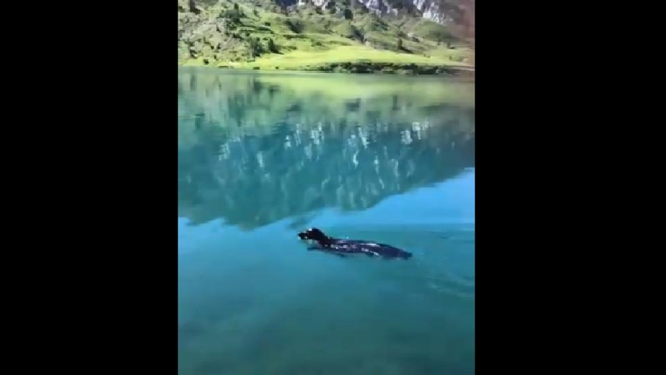 This swimming doggo is here to brighten your Monday with its cuteness ...