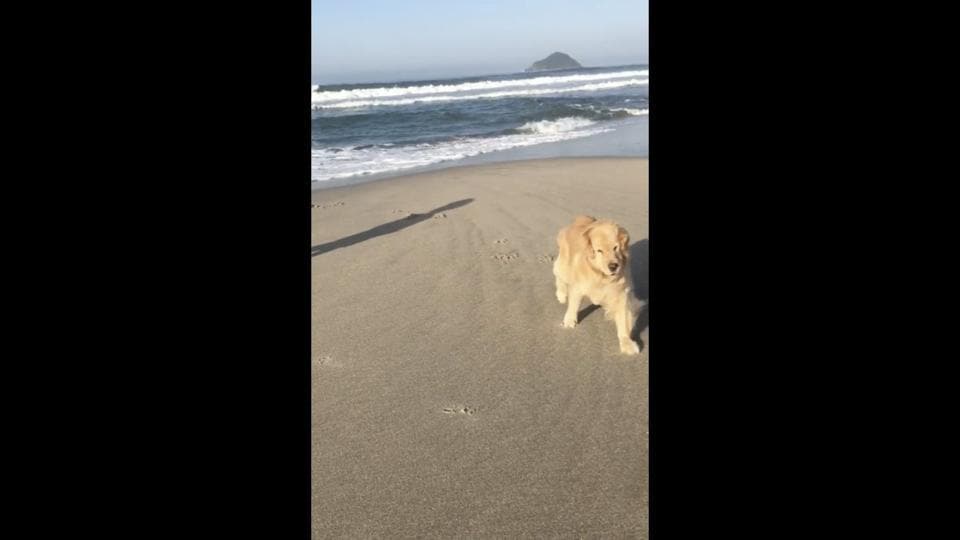 Doggo goes to the beach for the very first time. Looses all cool | Trending