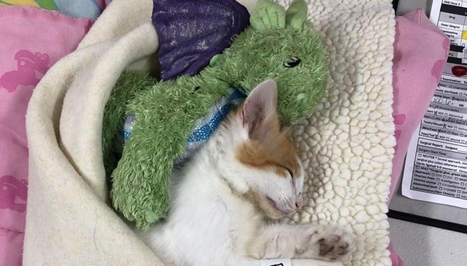 Ponyo the kitten brings best friend Dragon for surgery. Their pics are ...