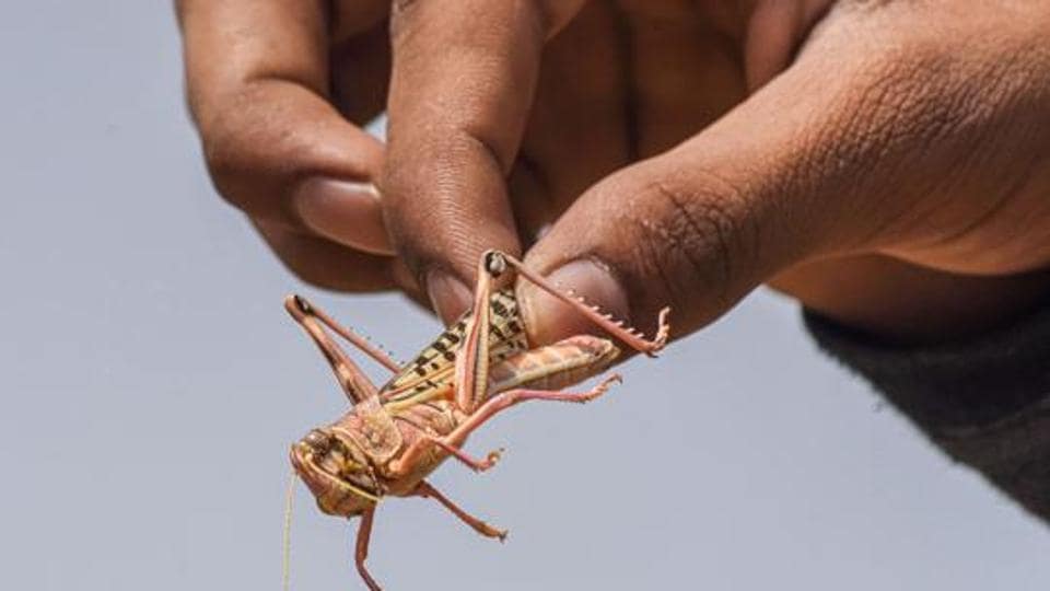Fighting locusts: Govt carries out operation covering 3 lakh hectare ...