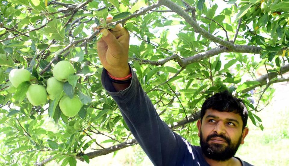 Amid raging pandemic, apple season begins on a subdued note in Himachal ...