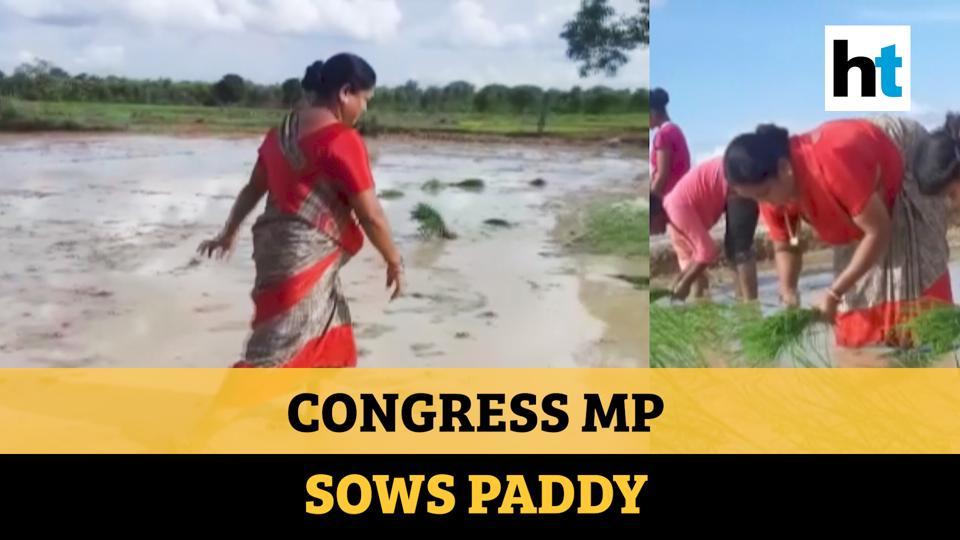 Watch: Congress MP Phulo Devi Netam sows paddy in village field in ...