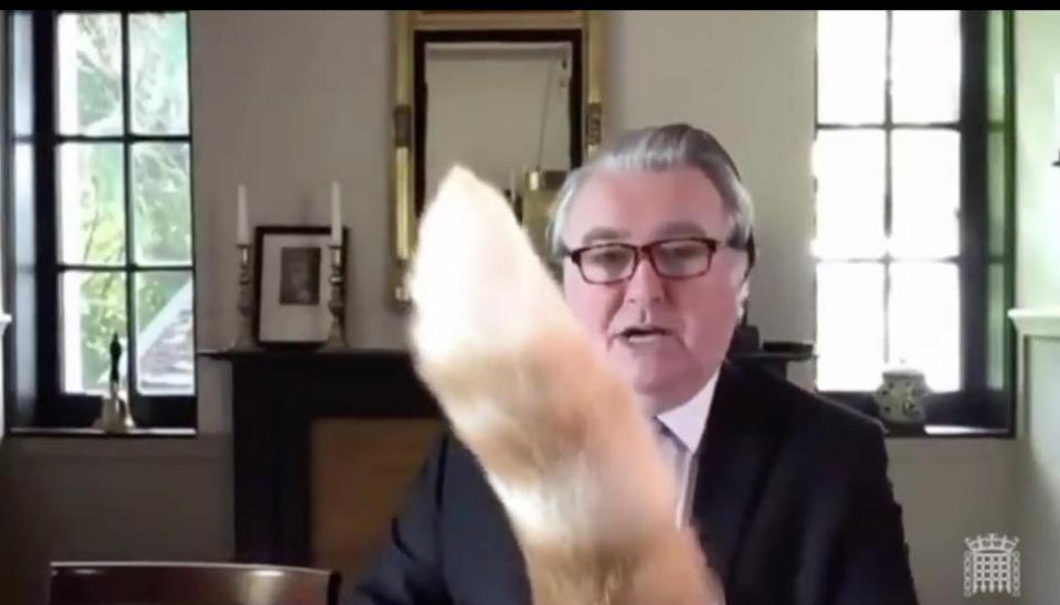 Cat interrupts Scottish politician’s Zoom meeting. Watch hilarious ...
