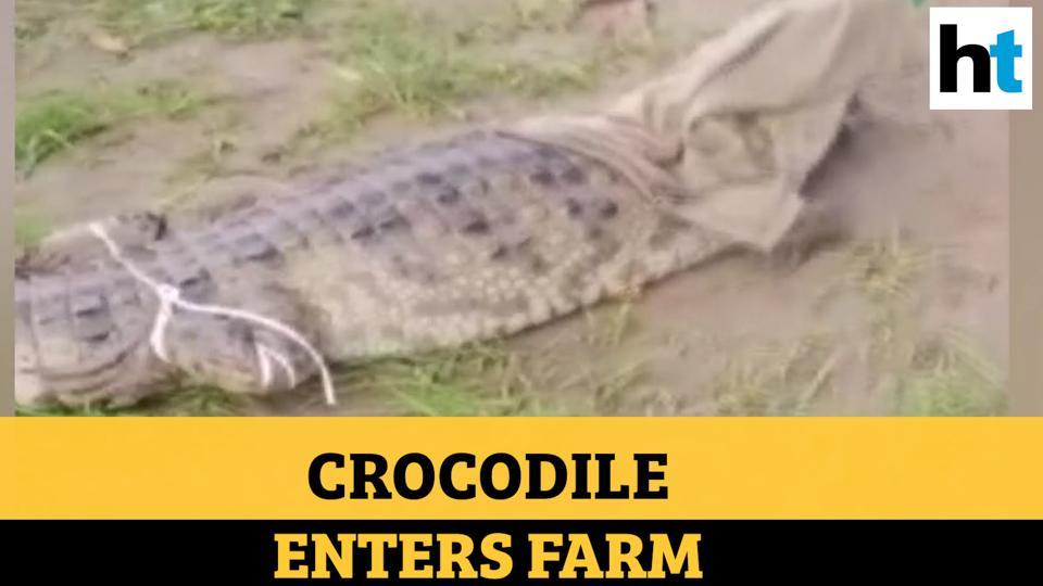 Watch: 7-ft-long crocodile enters village in Gujarat’s Vadodara ...