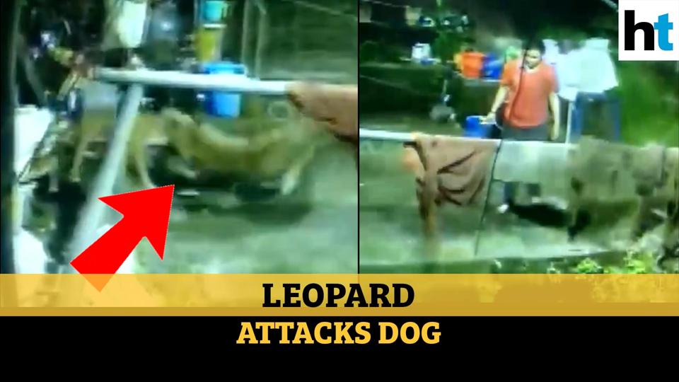 Watch: Leopard enters house in Uttarakhand, grabs dog and runs away ...