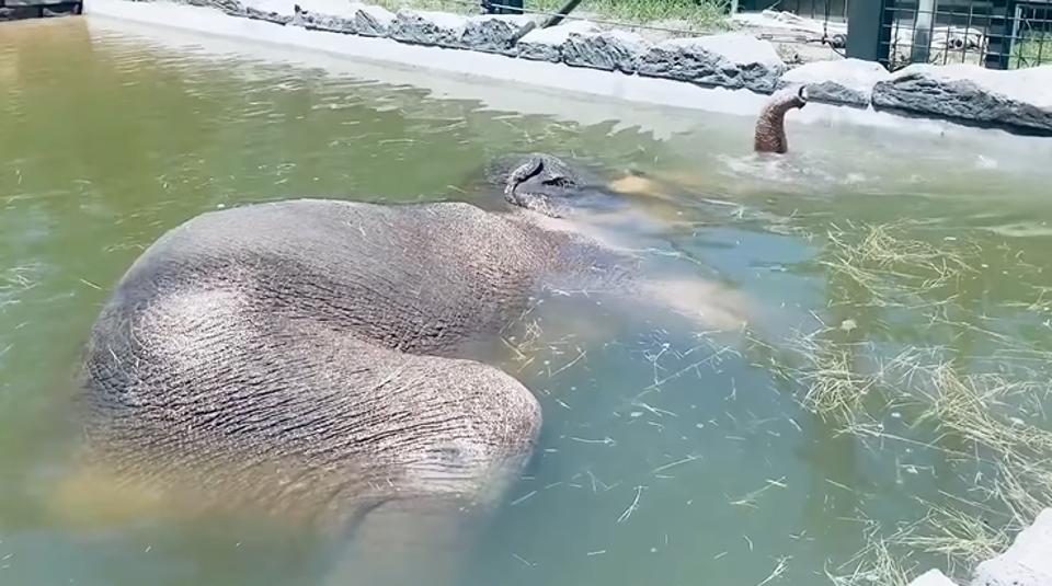 This video of an elephant taking a peaceful nap in water will make you ...