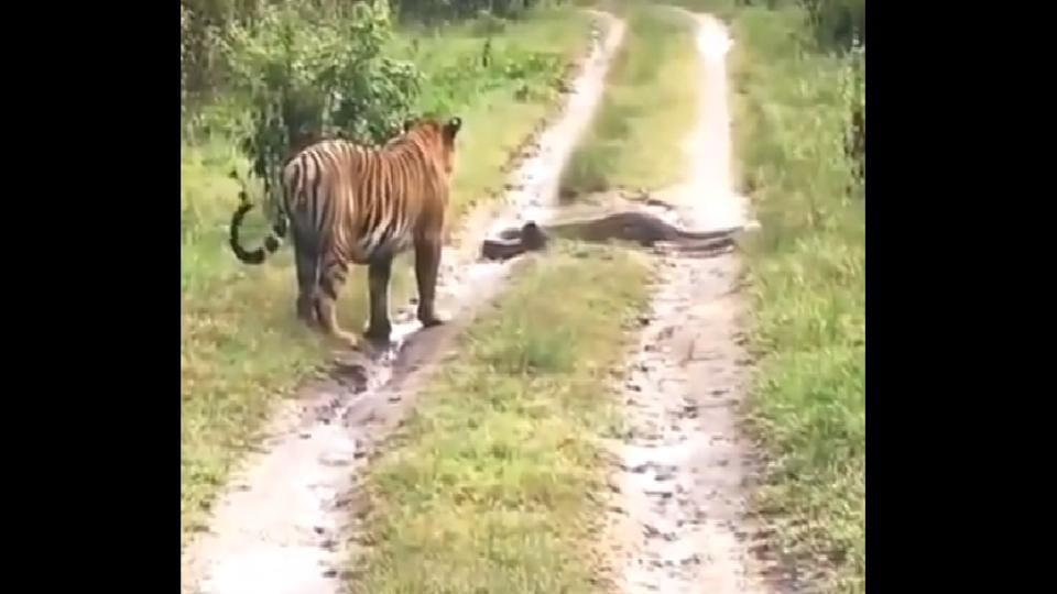Tiger encounters huge python on its way. Watch happens next | Trending