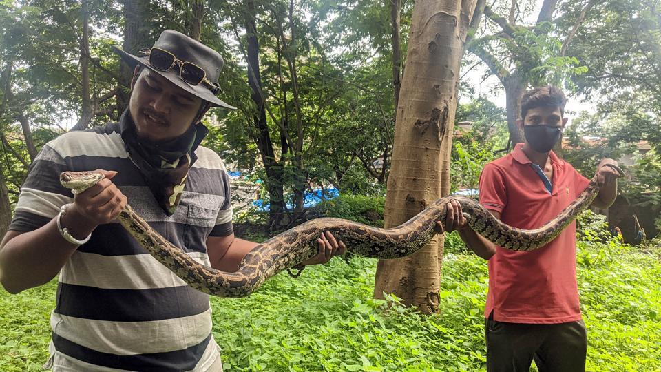 Indian rock python enters bathroom of a house in Delhi’s Okhla, rescued ...