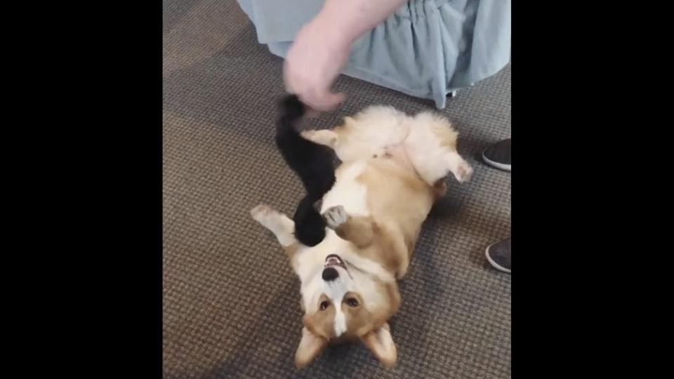 Corgi shows off its abs and neck workout routine. Can you follow along ...