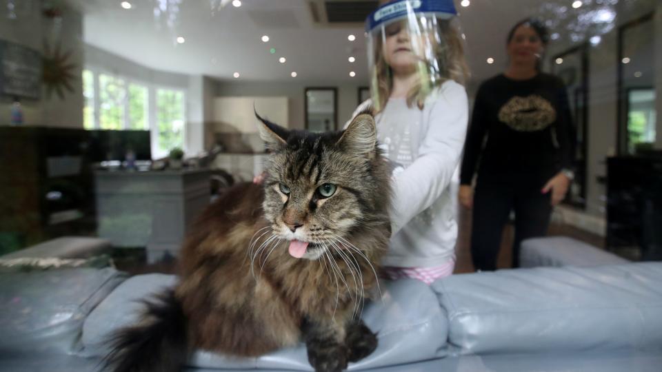 First UK case of Covid-19 in pet cat detected | World News