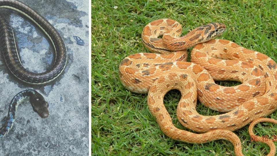 Wildbuzz: Snake with a white bindi | Hindustan Times
