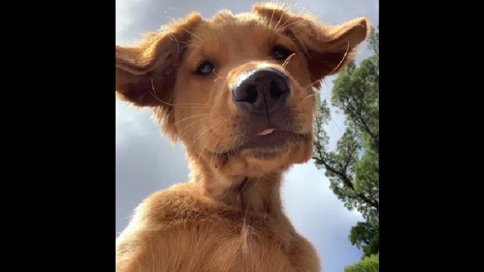 Derpy doggo finds phone in park, leaves selfie on it that’s melting ...