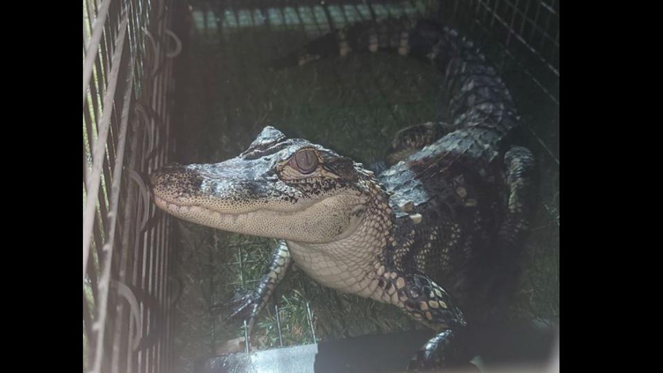 Alex the alligator rescued from lake, to be moved into a reptile park ...