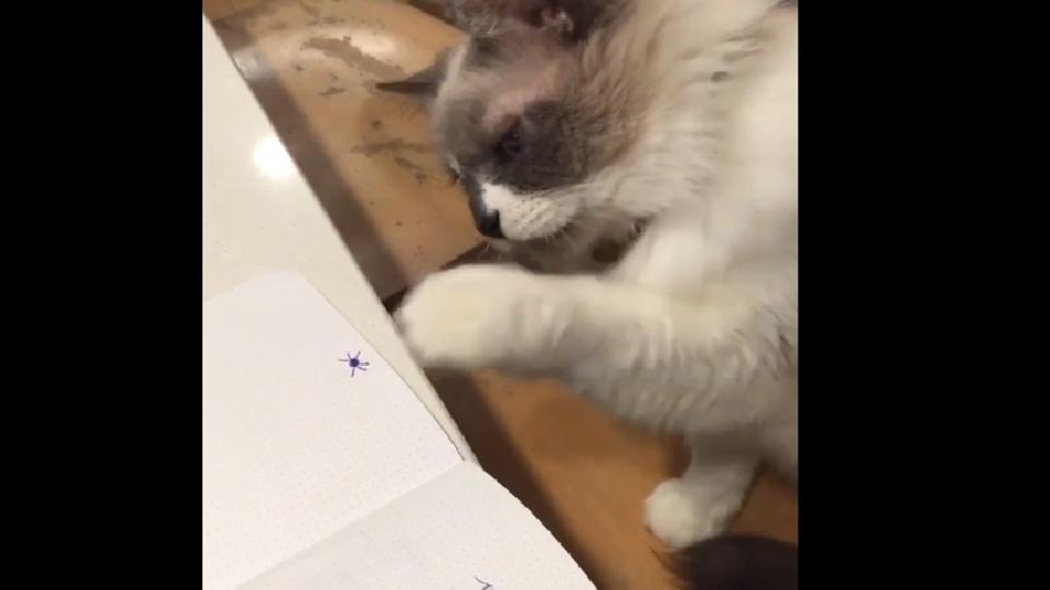 Cat tries removing ‘spider’ from notebook, video has a hilarious twist ...