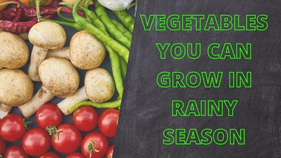 5 vegetables that can be grown in monsoon | Hindustan Times