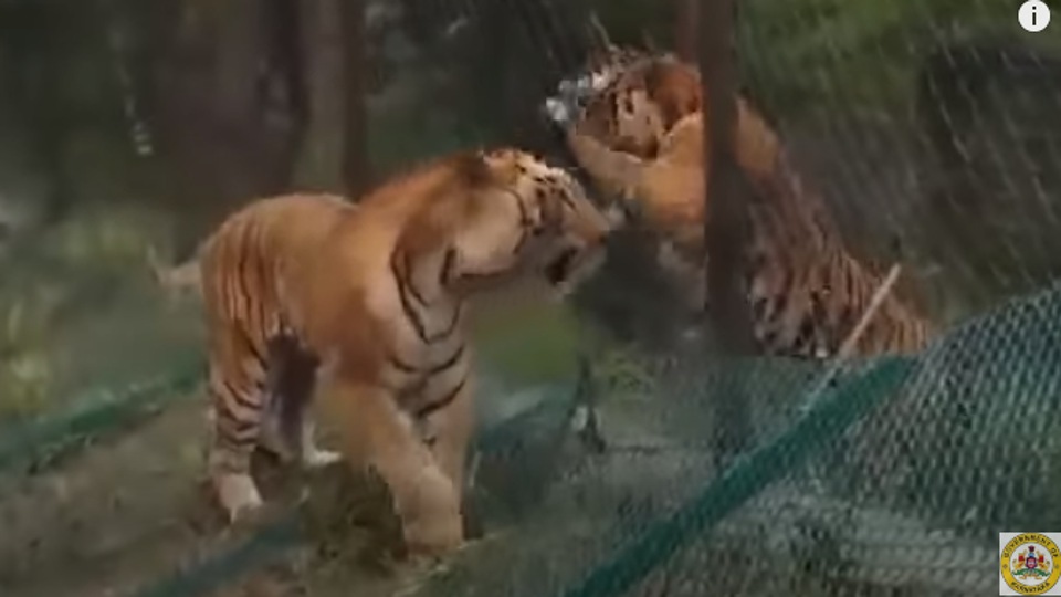Wild tiger fights safari park tiger, video leaves netizens awestruck ...