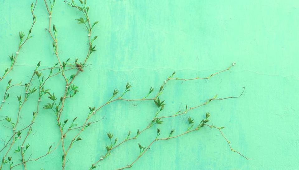 What is Greenism? Pros and cons of the Green Movement | Fashion Trends