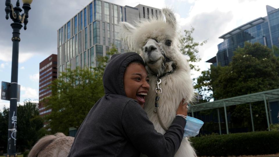 Photos: ‘No Drama Llama’ spreads calm at BLM protest site in Portland ...