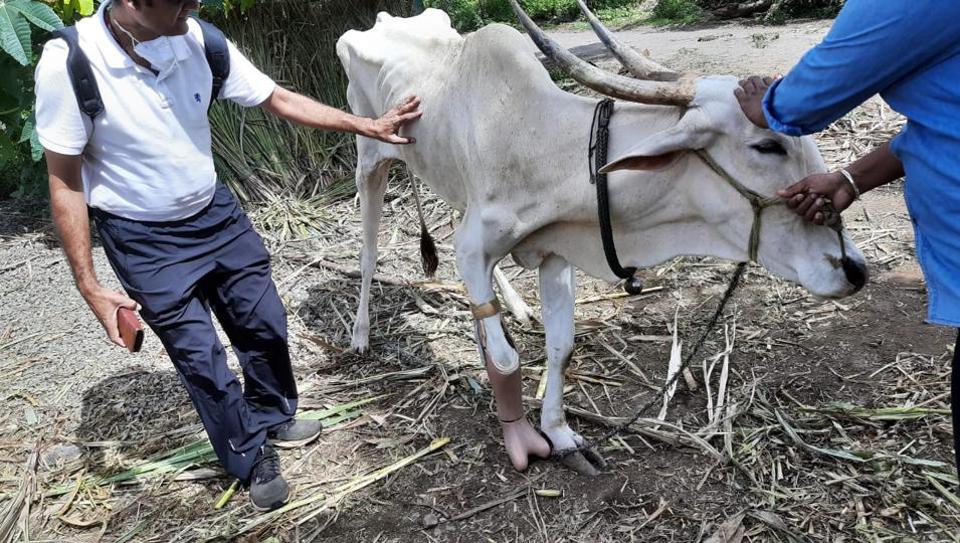 Pune’s Sancheti hospital gifts artificial limb to three-legged cow ...