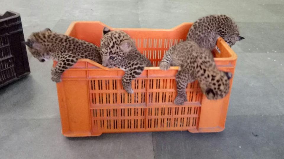 Arrival of leopard cubs gives boost to Nagpur rescue centre’s animal ...