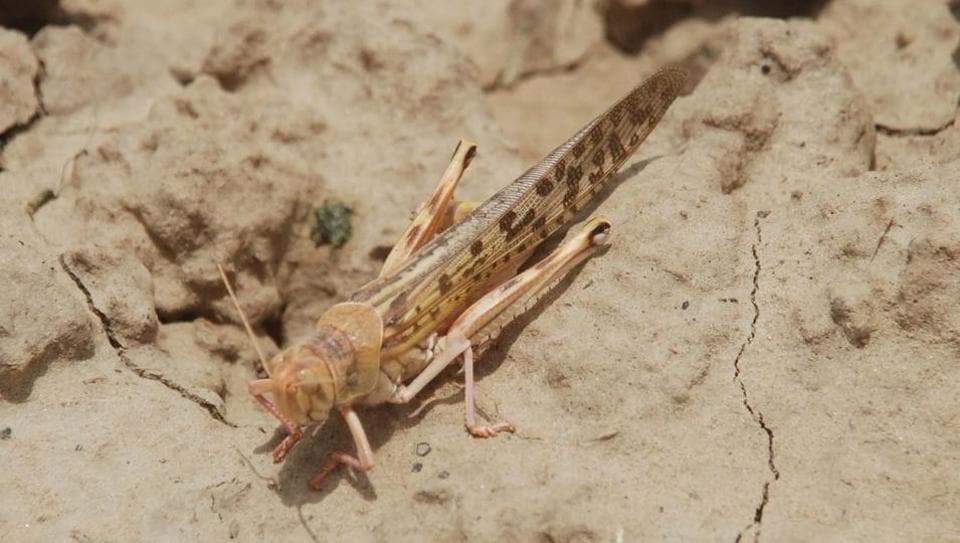 Infant locusts damage crops in 2 Dadri villages | Hindustan Times