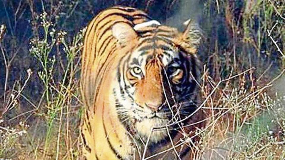 Wildlife dept begins ‘individual monitoring’ of tigers in MHTR ...