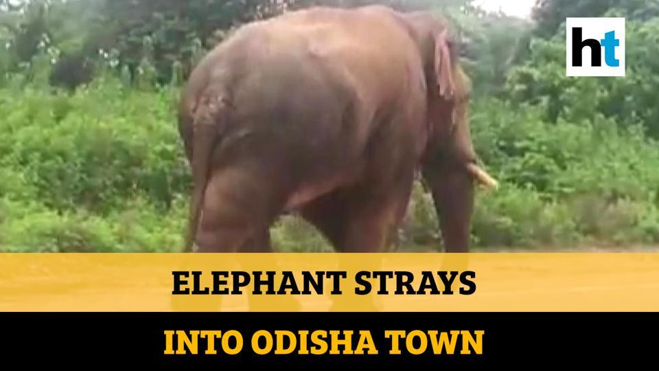 Watch: Wild elephant roams the streets in Odisha’s Baripada town ...