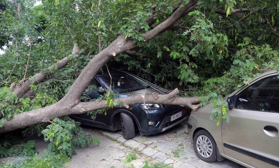 Cars, electricity poles damaged as tree falls in Sector 21-B ...