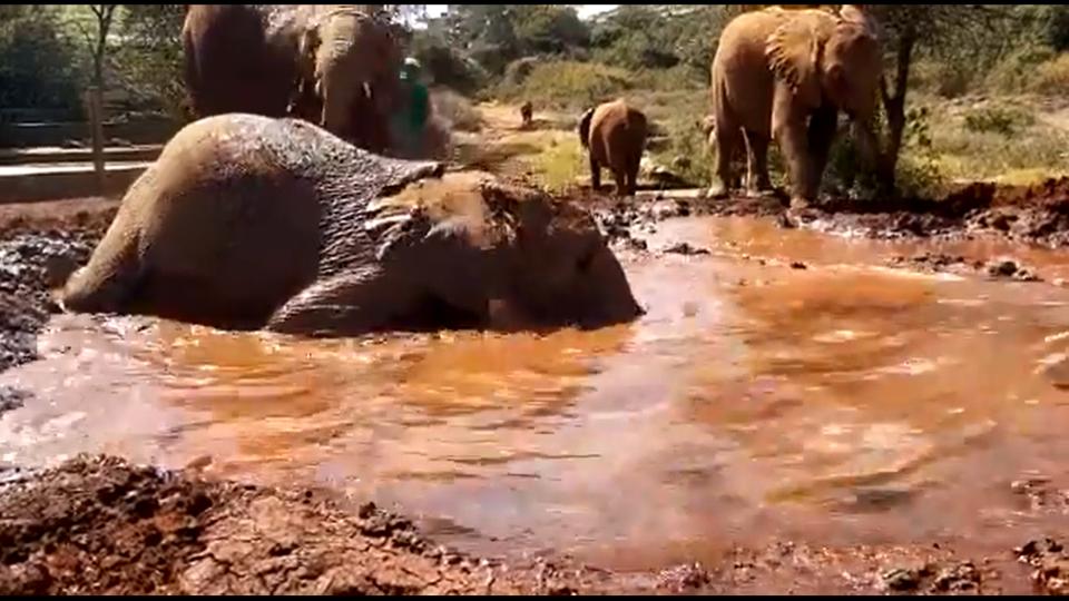 Tweeple are enjoying this elephant’s ‘flop and snorkel approach’ during ...